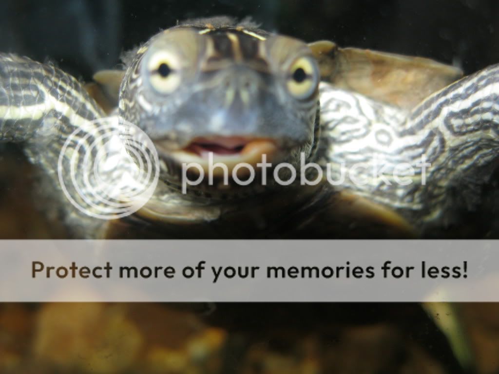 Map Turtle claw and mouth problem - EMERGENCY CARE - Turtle Forum