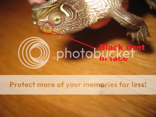 Map Turtle claw and mouth problem - EMERGENCY CARE - Turtle Forum